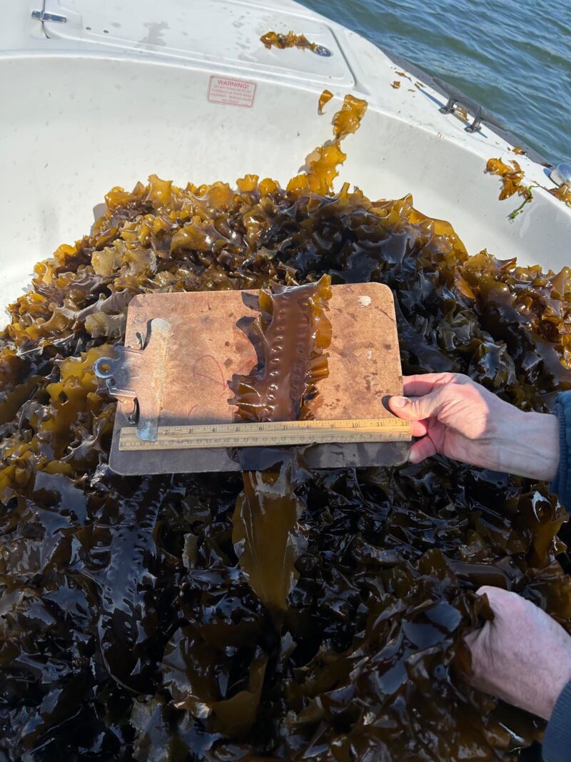 REACH – The Oyster Reef Project – Environmental Action Coalition of ...