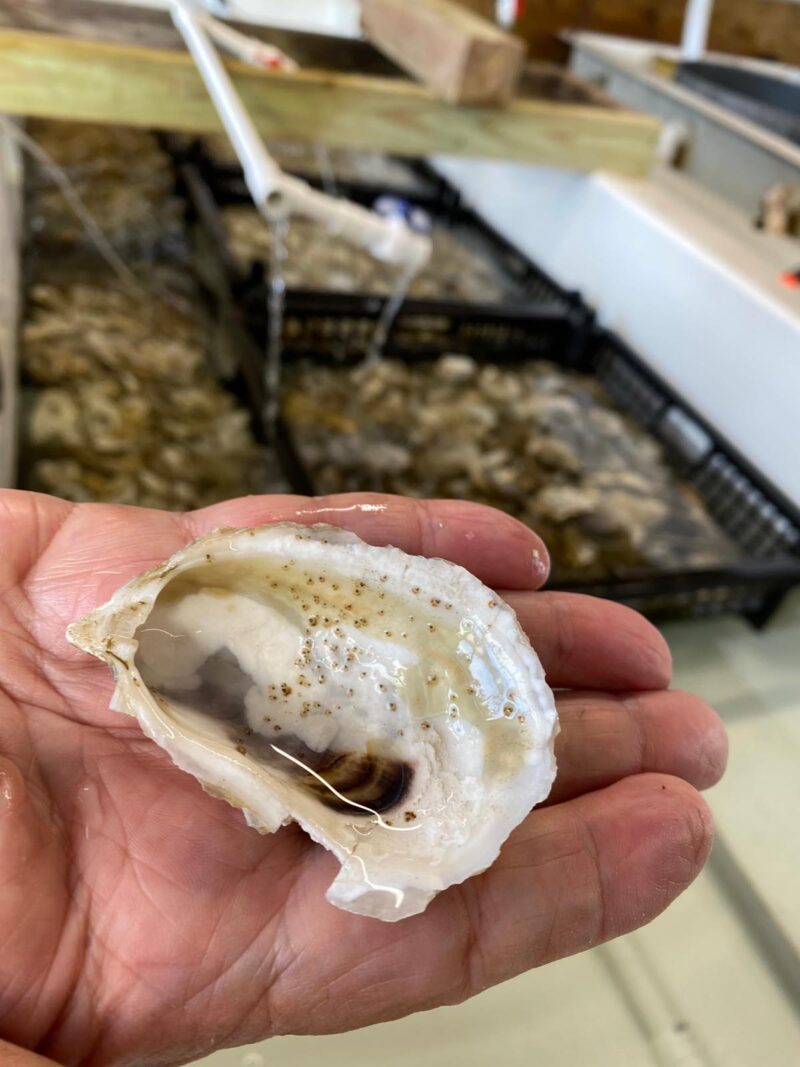 REACH – The Oyster Reef Project – Environmental Action Coalition of ...